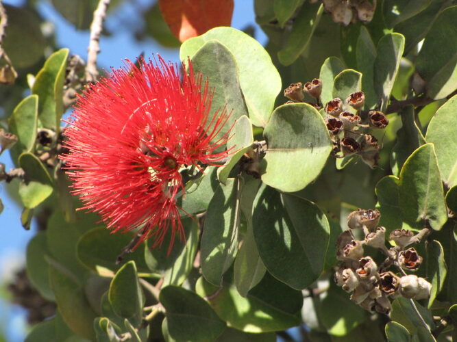 Meeting set to help native plant growers | News, Sports, Jobs - Maui News